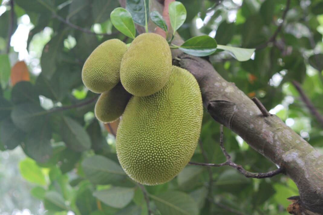 Wie schmeckt Jackfruit? Geschmack, Herkunft & Verzehr